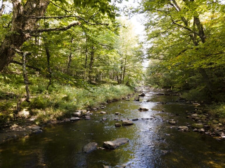 L'histoire d'un ruisseau renommé Westover - Ville de Sutton