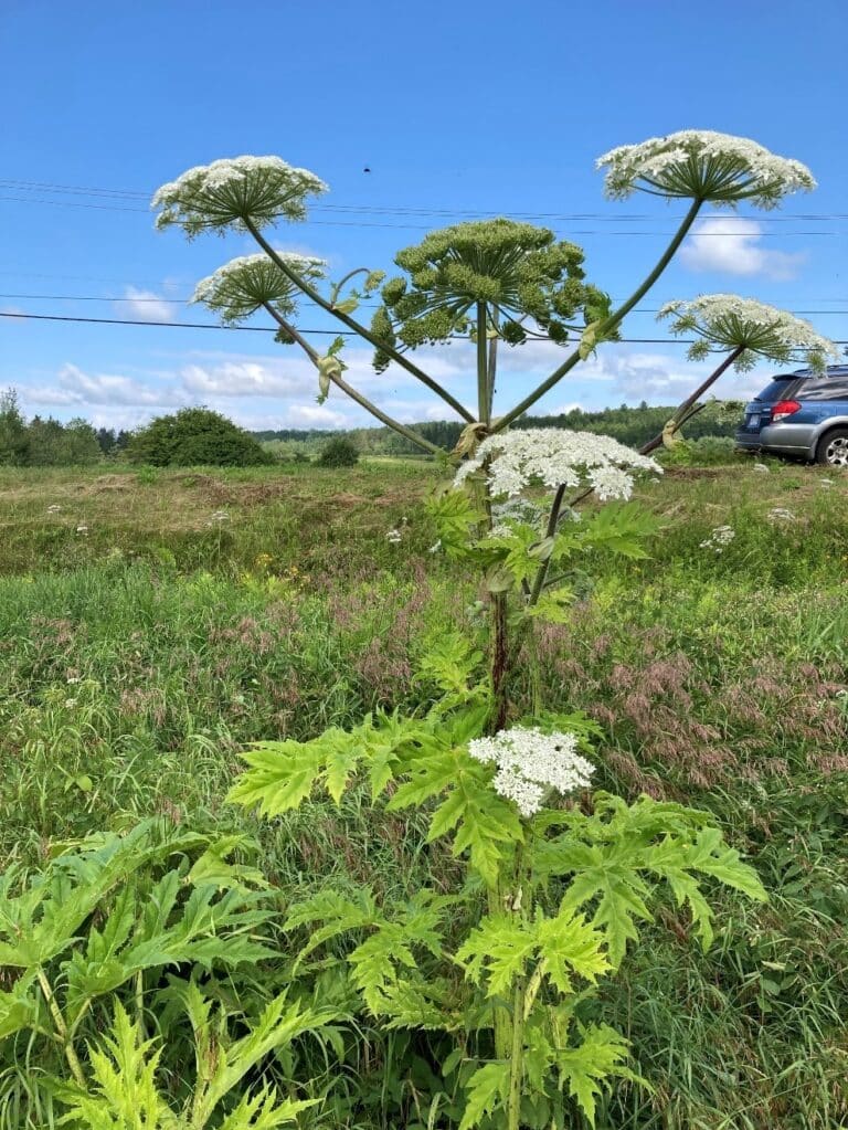 Annual giant hogweed eradication campaign - Town of Sutton